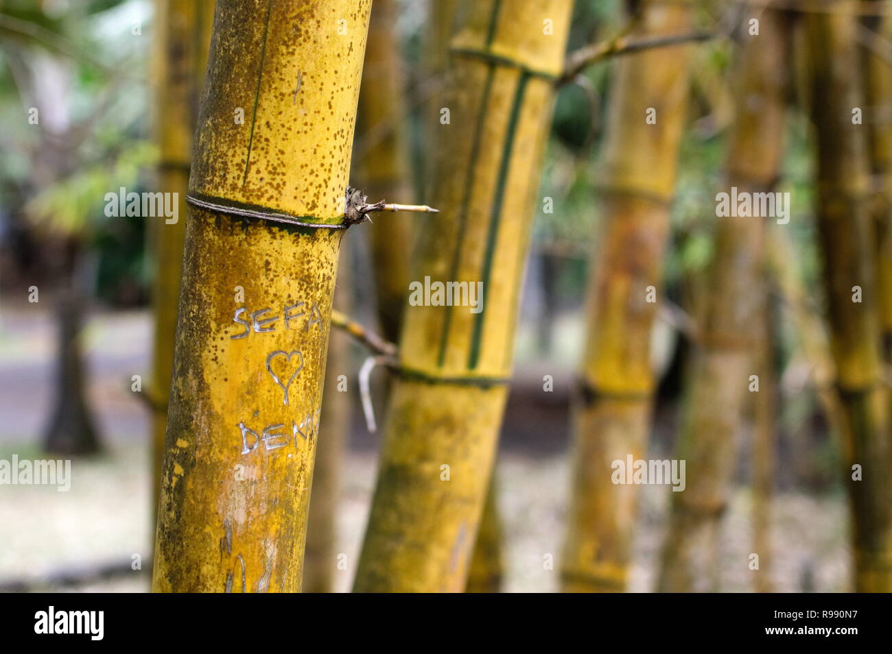 Yellow bamboo plants with one leader in focus Stock Photo - Alamy