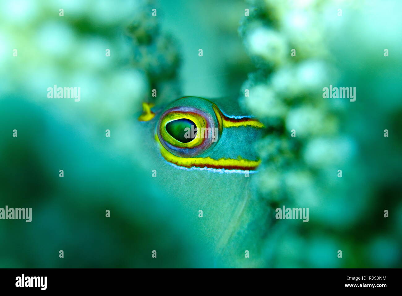 A fish hiding behind coral Stock Photo - Alamy