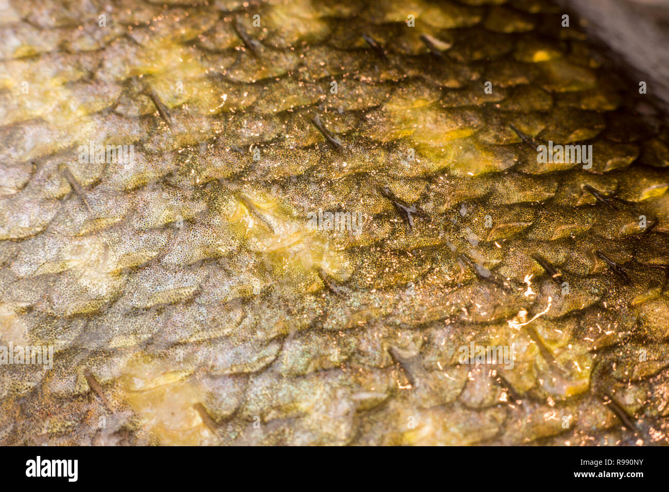 Skin an scales on the side of a Northern pike fish Stock Photo - Alamy