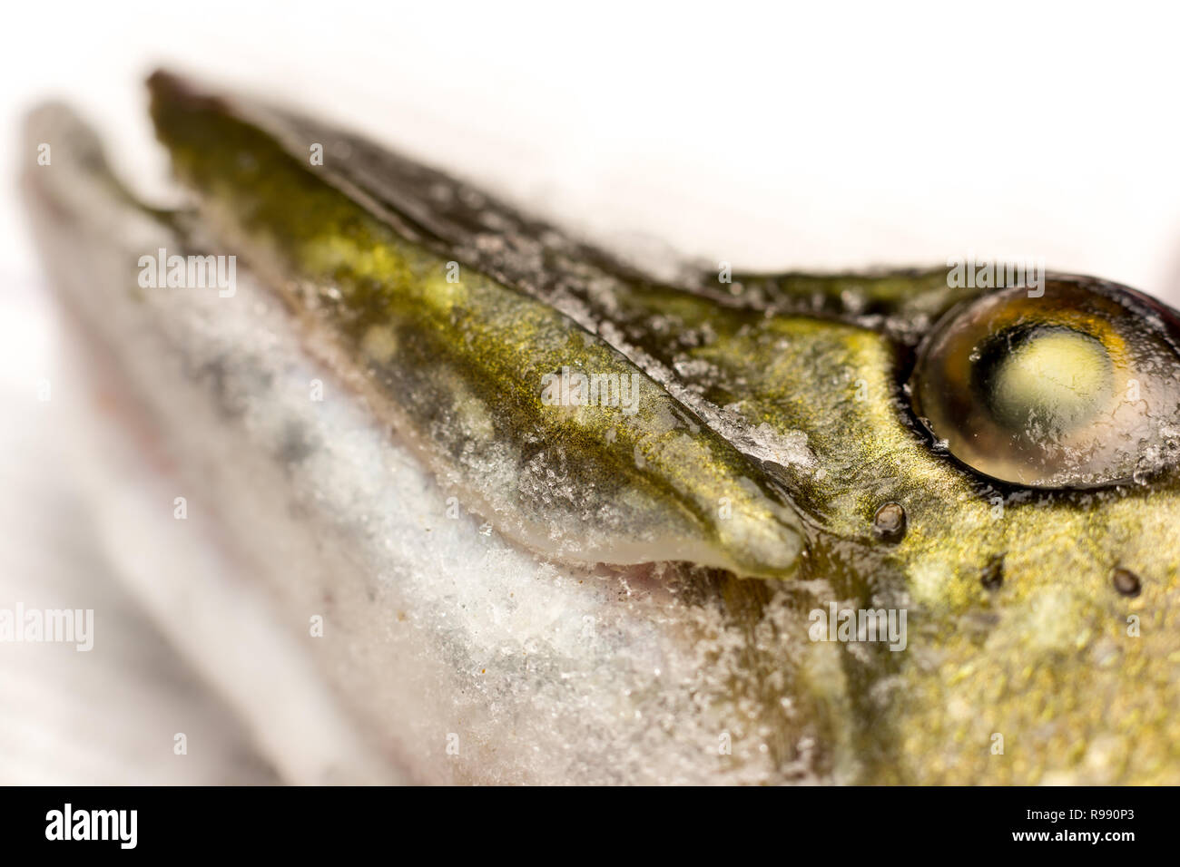 Jaw and eye of a frozen Northern pike fish Stock Photo - Alamy