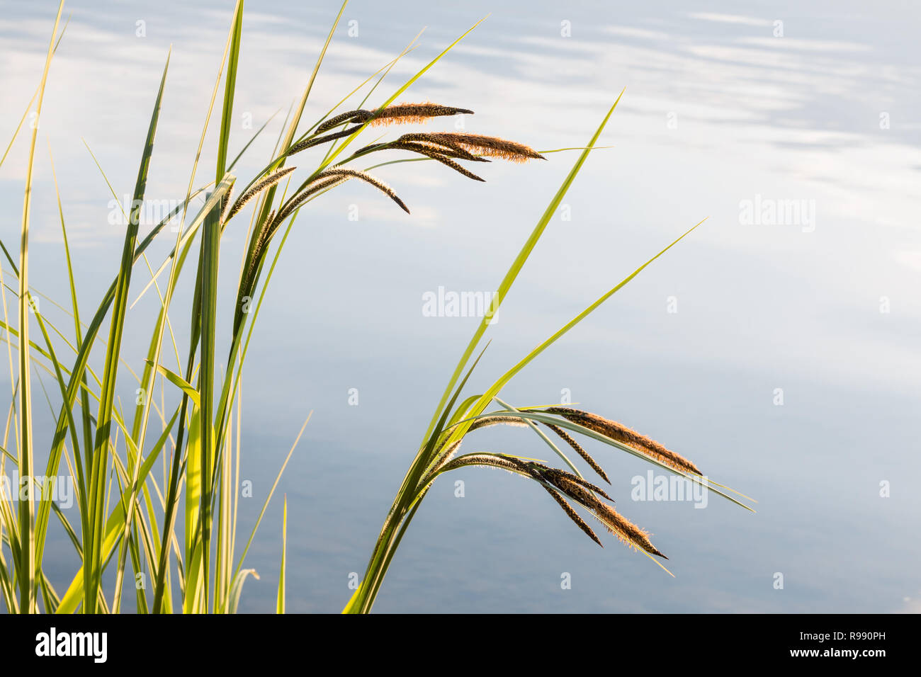 Slender tufted-sedge (Cares acuta) spikes hanging down by a calm lake ...
