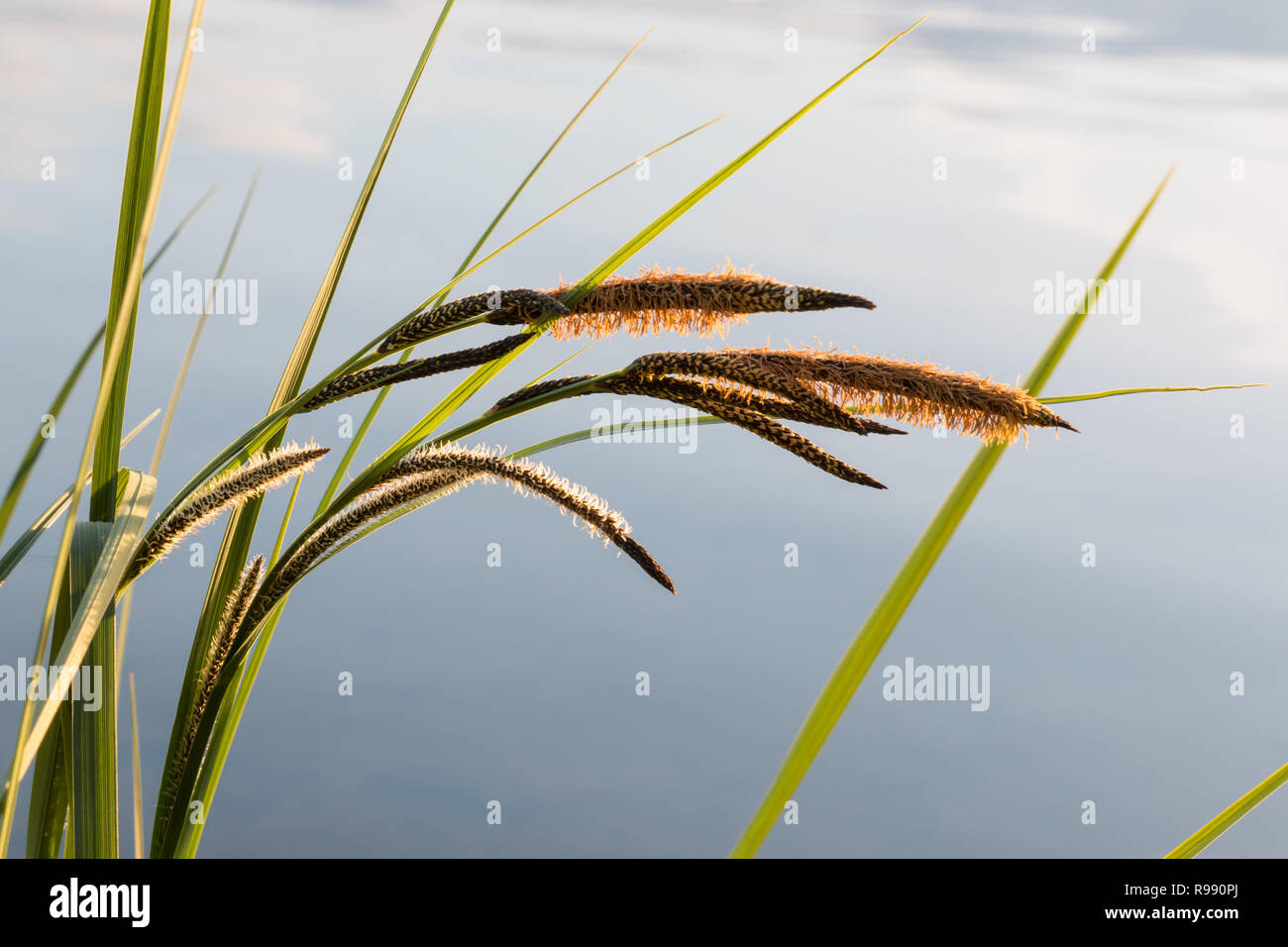 Slender tufted-sedge (Cares acuta) spikes by a calm lake Stock Photo ...