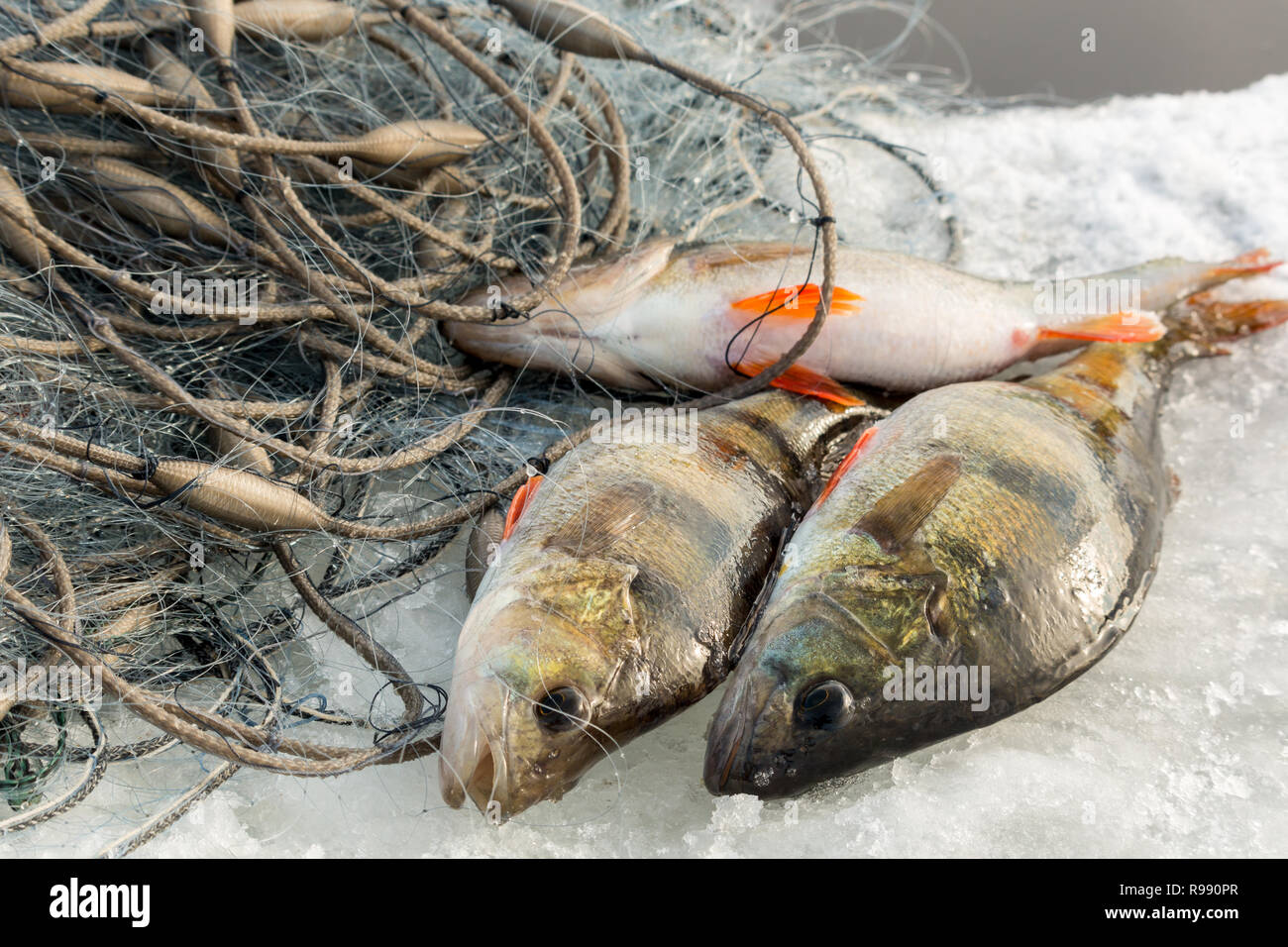 European perch hi-res stock photography and images - Alamy