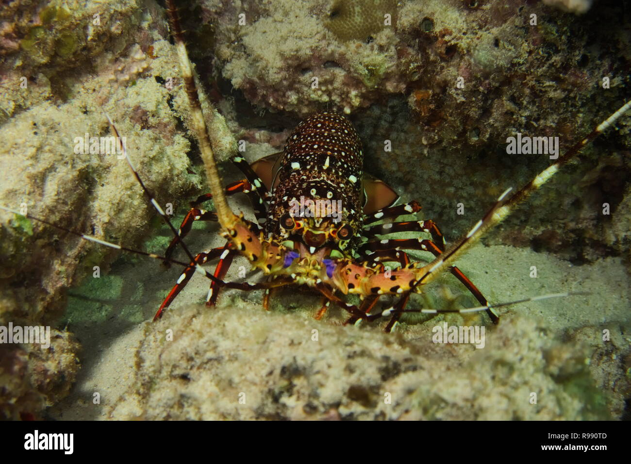 Lobster mauritius hi-res stock photography and images - Alamy