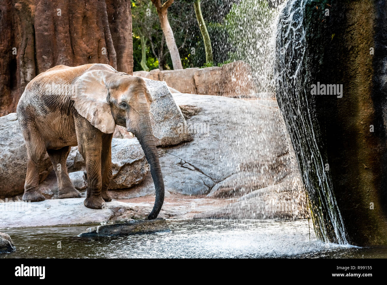 African wild animals in a zoo Stock Photo - Alamy