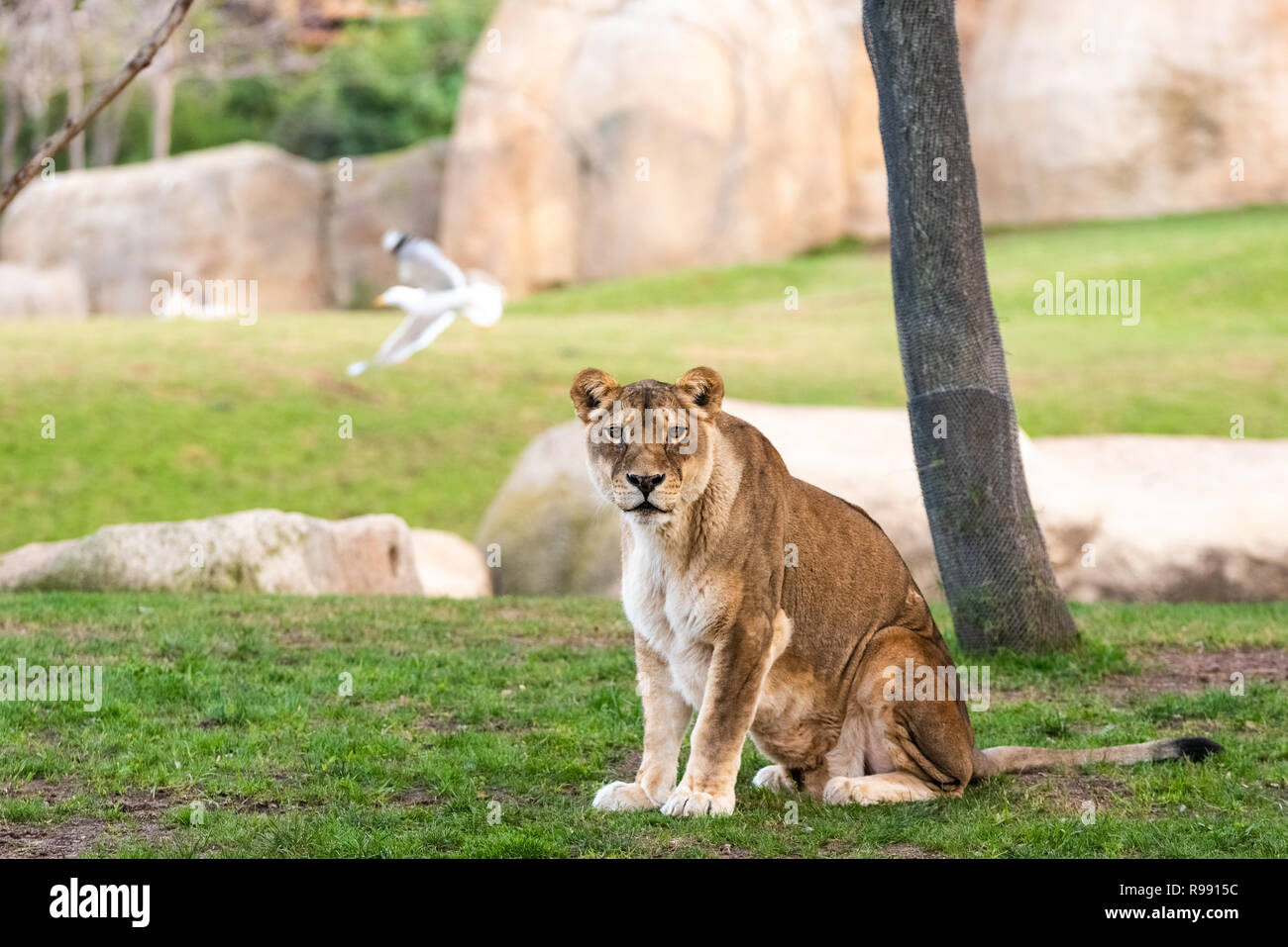 African wild animals in a zoo Stock Photo - Alamy