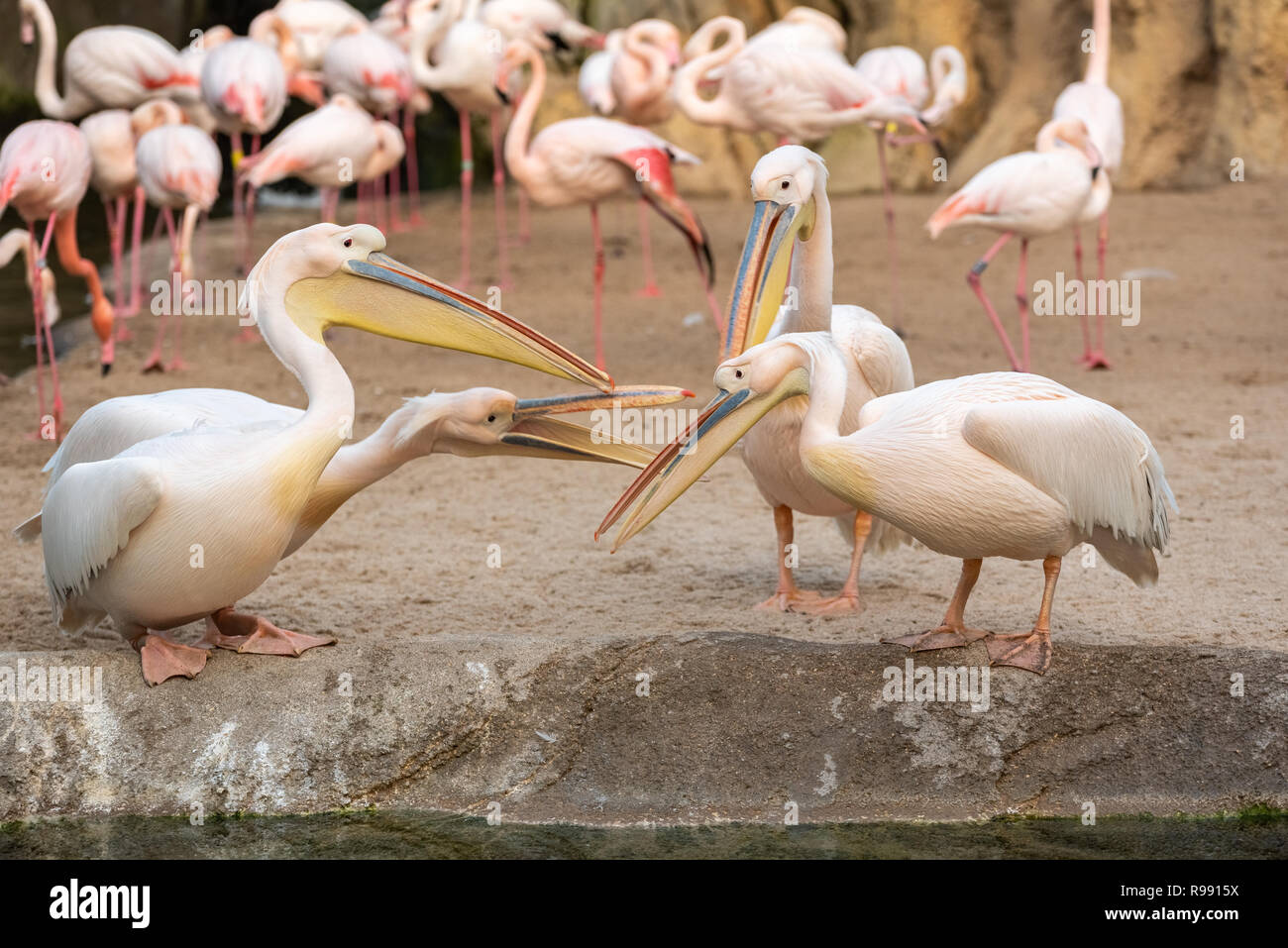 African wild animals in a zoo Stock Photo - Alamy