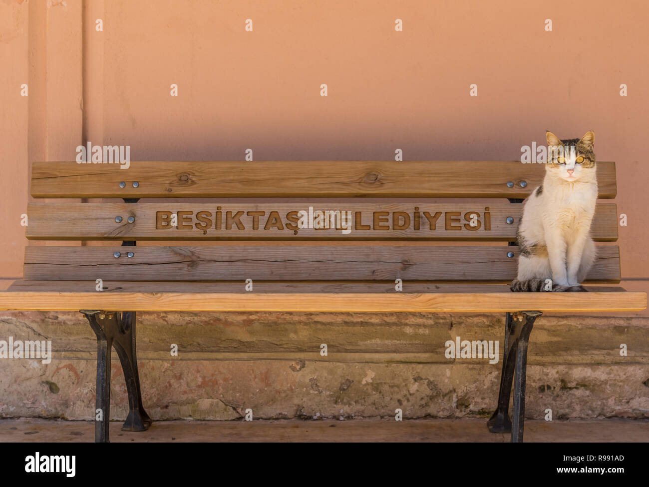 Istanbul, Turkey - among the many attractions of Istanbul, the cats ...