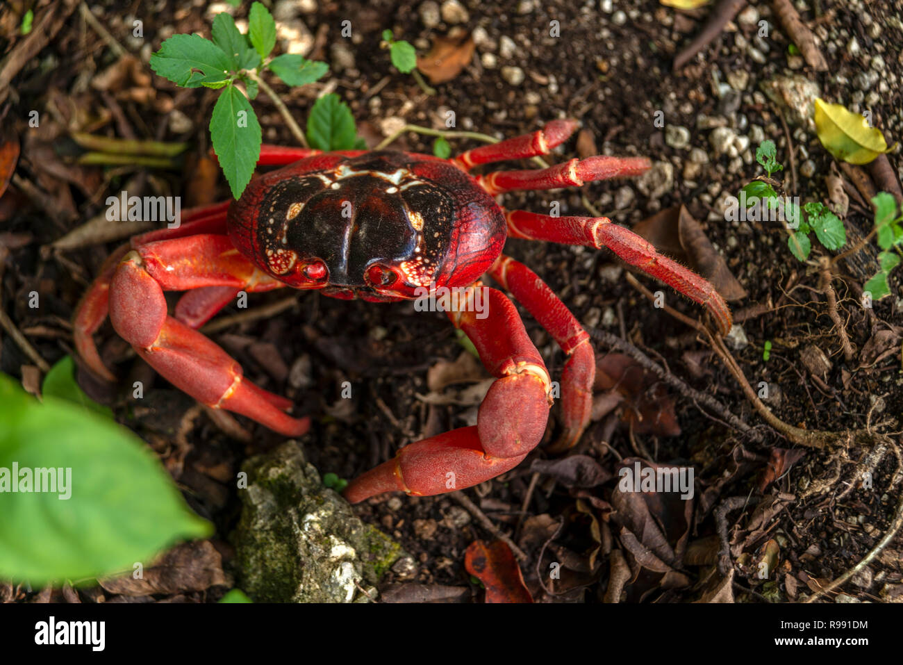 Red crab christmas island hi-res stock photography and images - Alamy