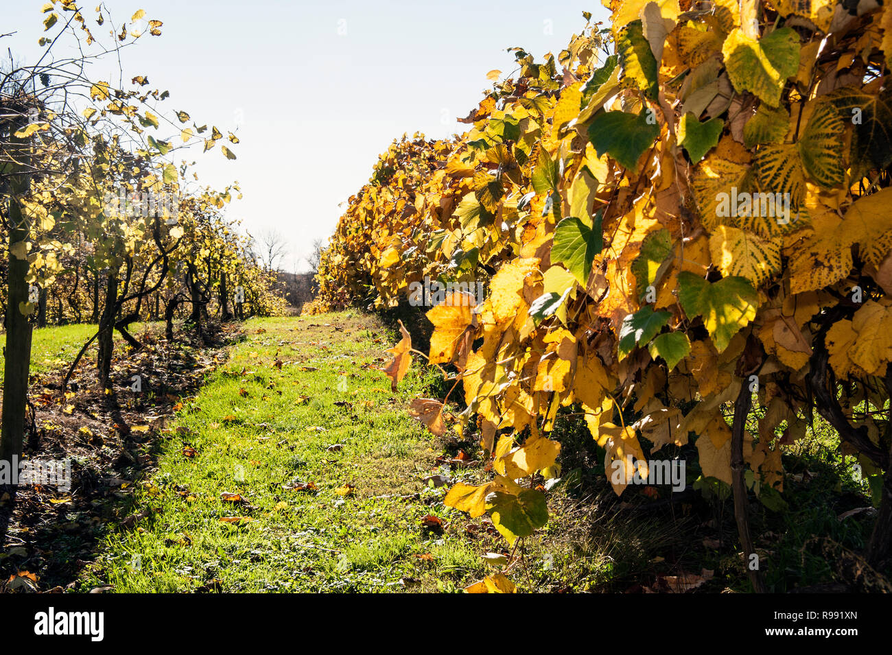 Vineyard in late Fall Stock Photo - Alamy