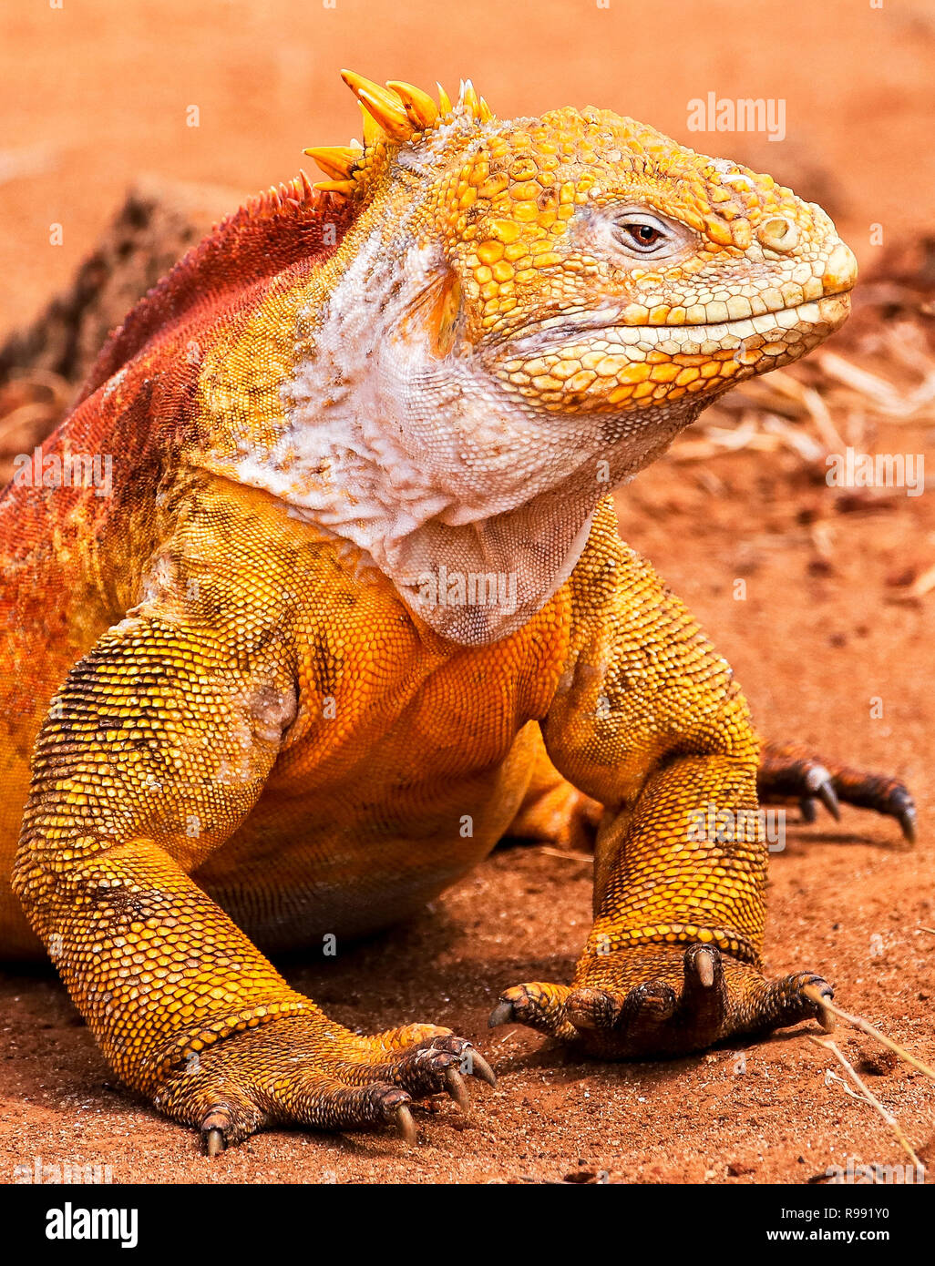 Iguana reptiles hi-res stock photography and images - Alamy