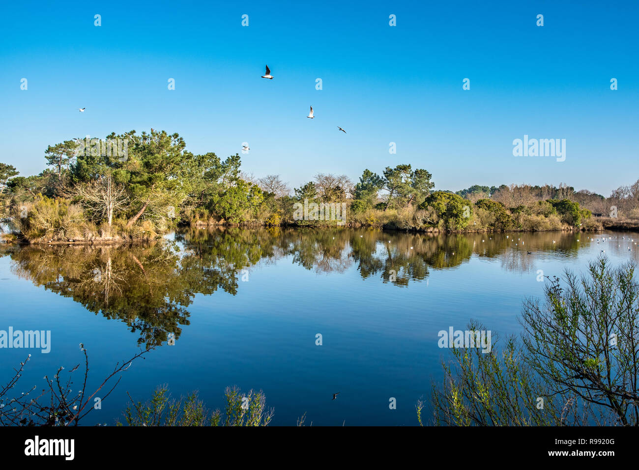 Arcachon Bay (France), the nature in Ares, near the Cap Ferret Stock ...
