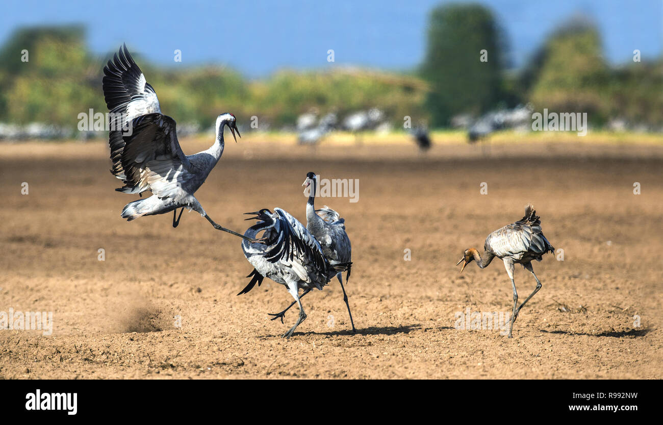 Dancing Cranes in arable field. Common Crane or Eurasian crane ...