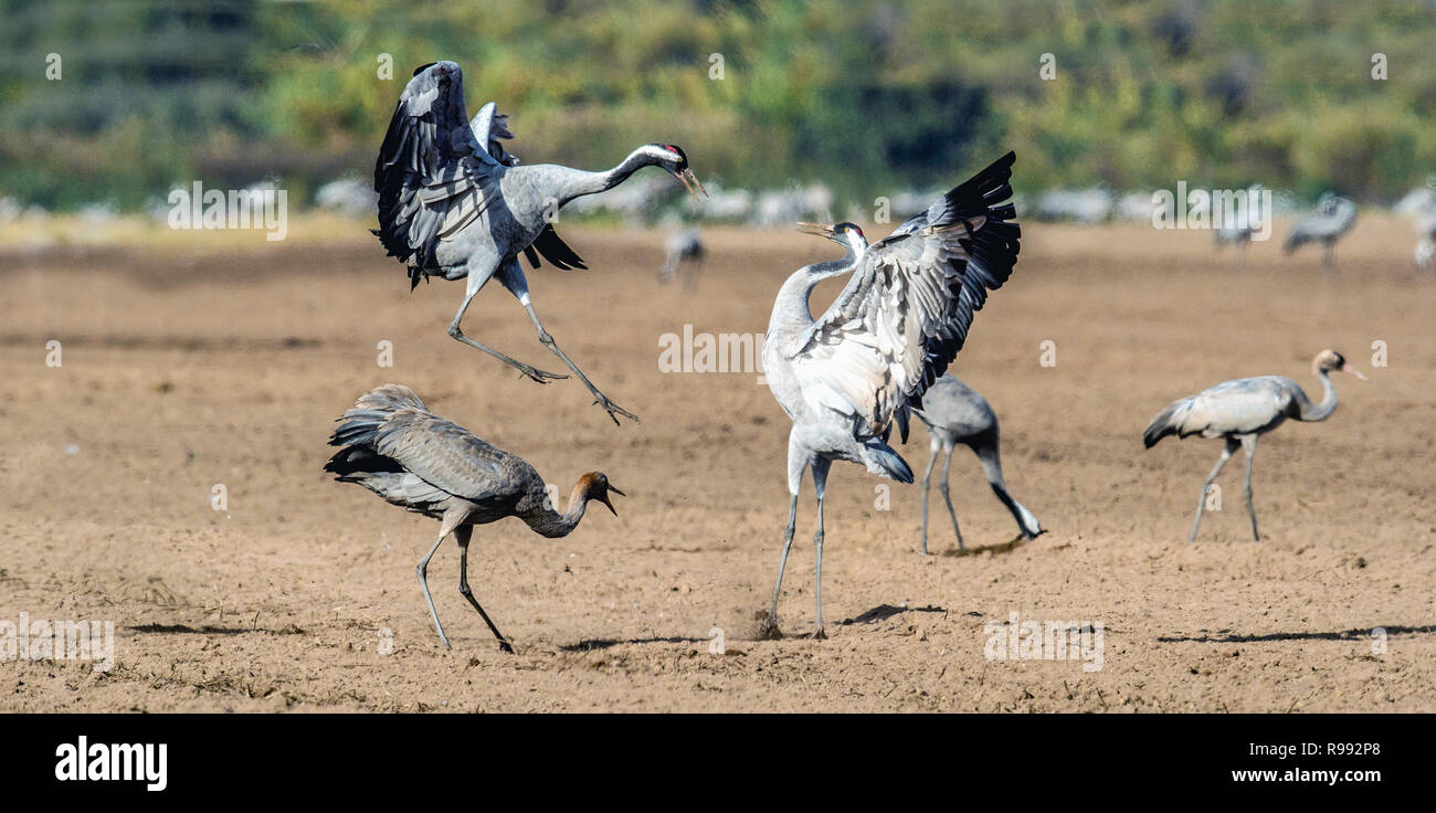 Dancing Cranes in arable field. Common Crane or Eurasian crane ...