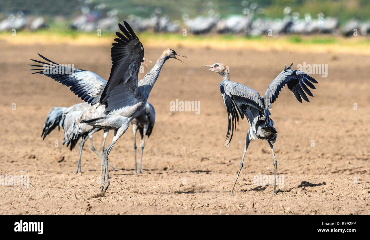 Dancing Cranes in arable field. Common Crane or Eurasian crane ...