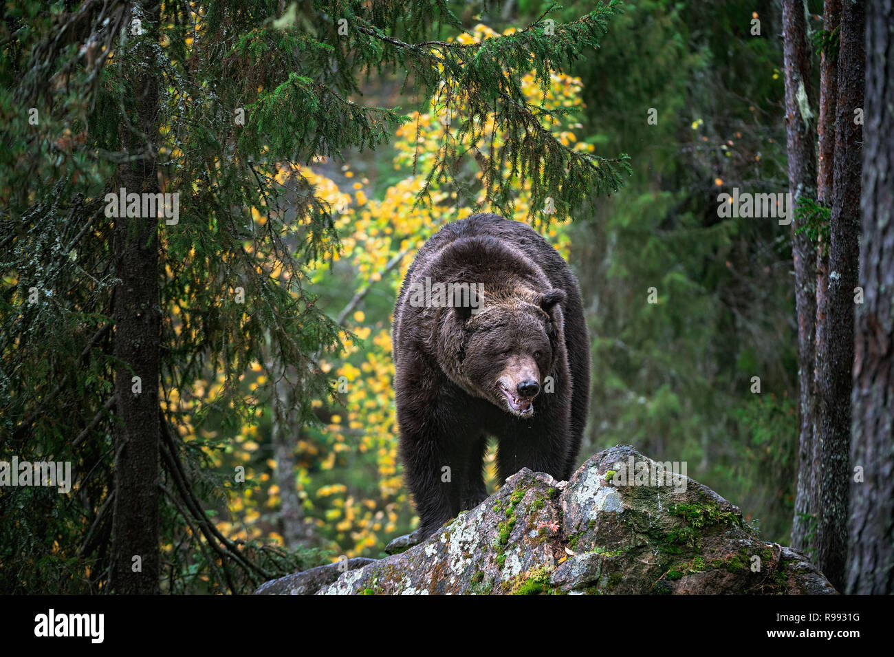 Bear on a rocks. Adult Big Brown Bear in the autumn forest. Scientific ...