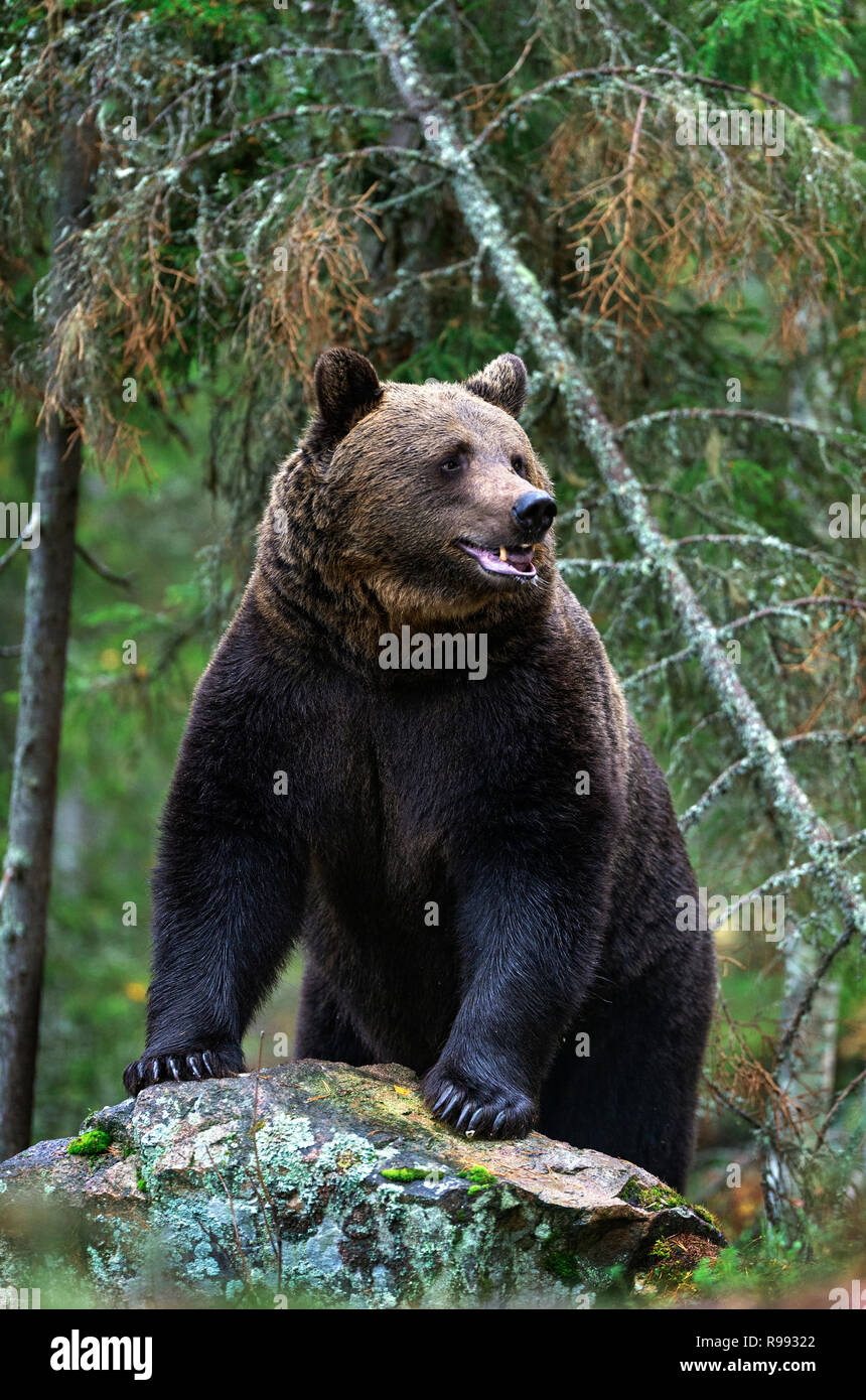 Bear on a rocks. Adult Big Brown Bear in the autumn forest. Scientific ...