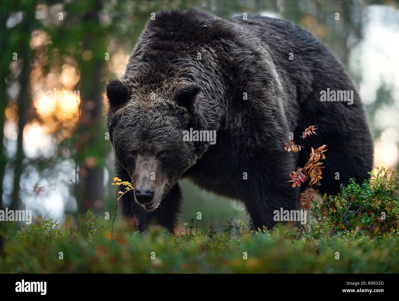 Adult male of Brown bear in the autumn forest at sunset. Close up ...