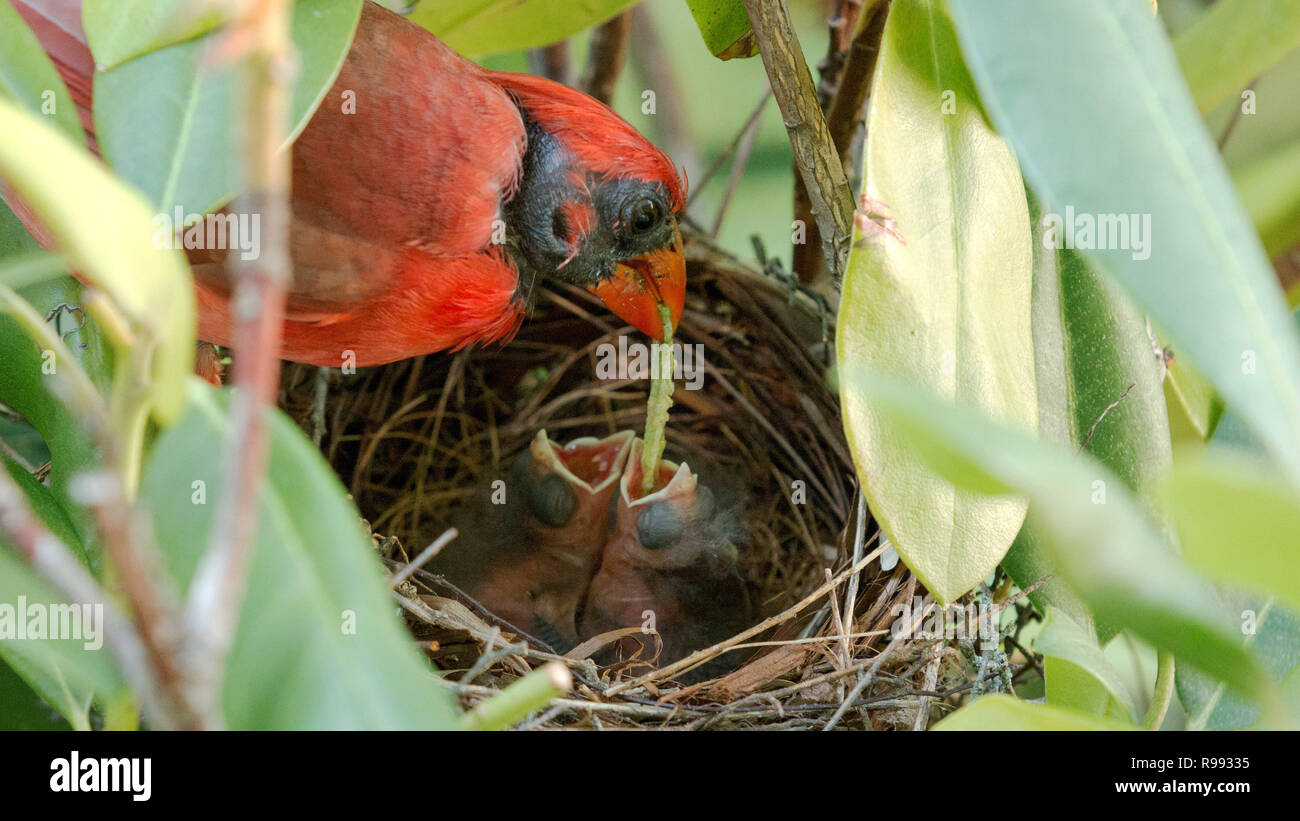 Cardinal nest hi-res stock photography and images - Alamy