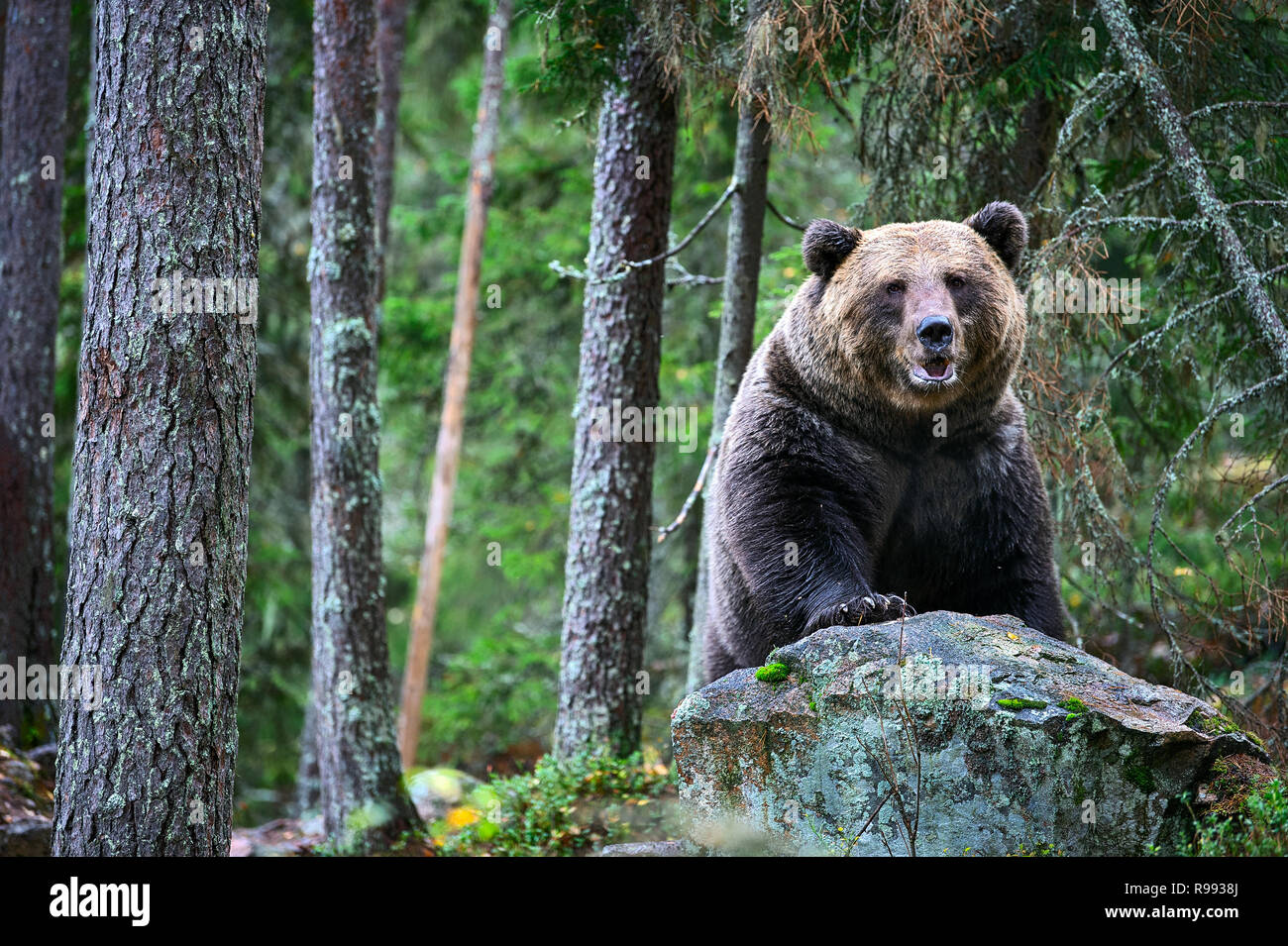 Bear on a rocks. Adult Big Brown Bear in the autumn forest. Scientific ...