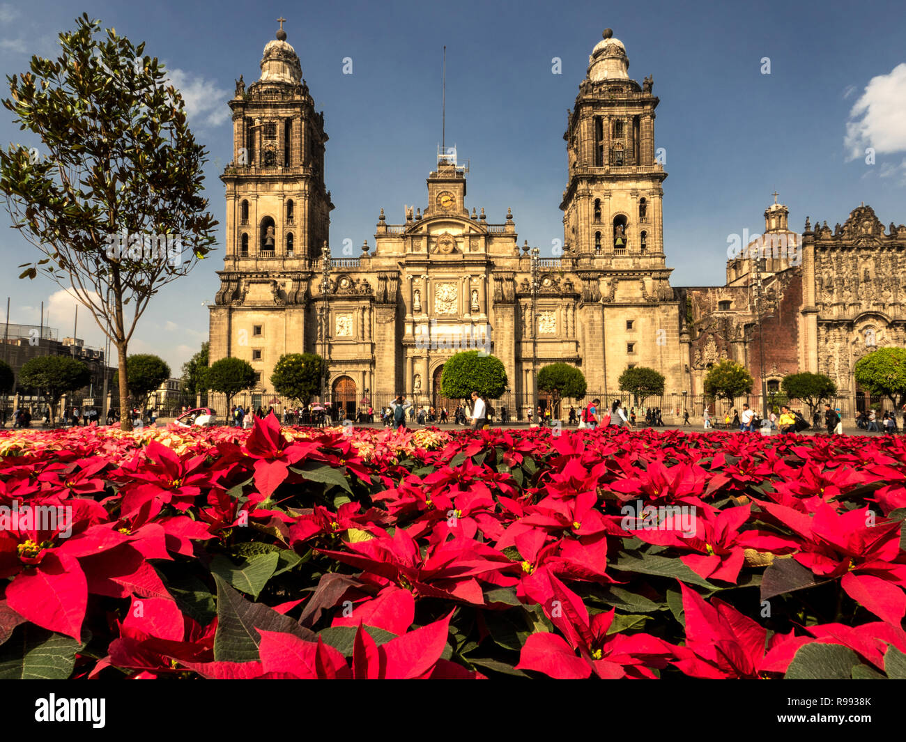 Mexico City Zocalo at Christmas with Poinsettias and the Cathedral ...
