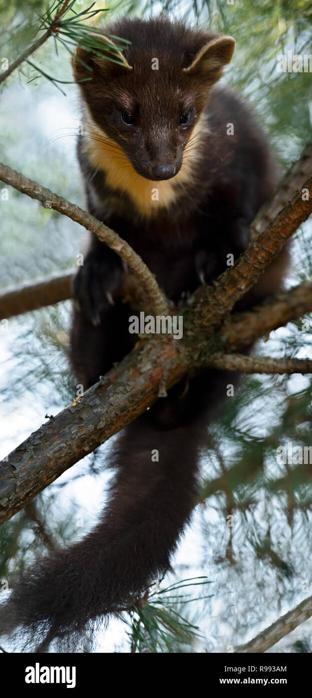 M martes hi-res stock photography and images - Alamy