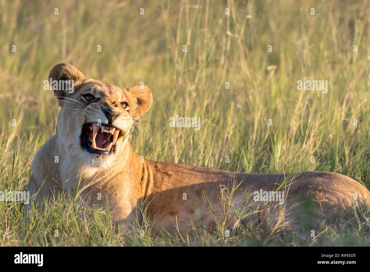 Snarling Lioness (Panthera leo) in Botswana, Africa Stock Photo - Alamy