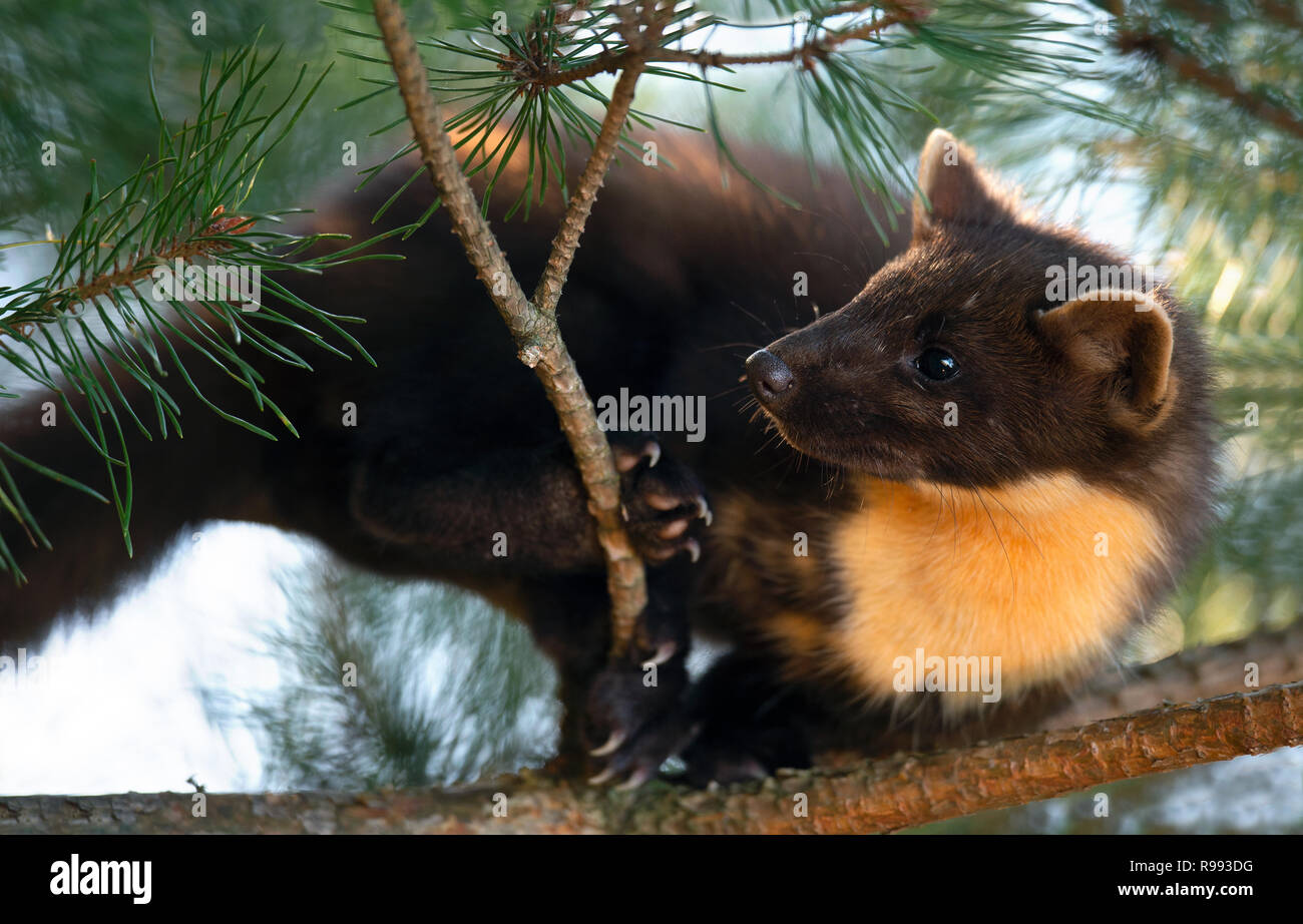 The European pine marten (Martes martes), known most commonly as the ...