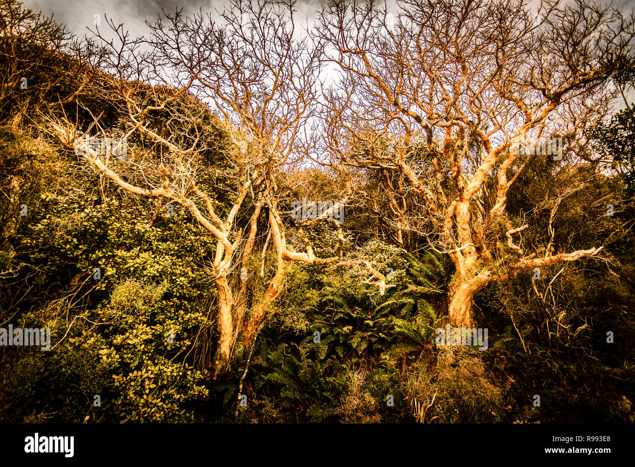 Outback Bush Canterbury New Zealand Stock Photo - Alamy