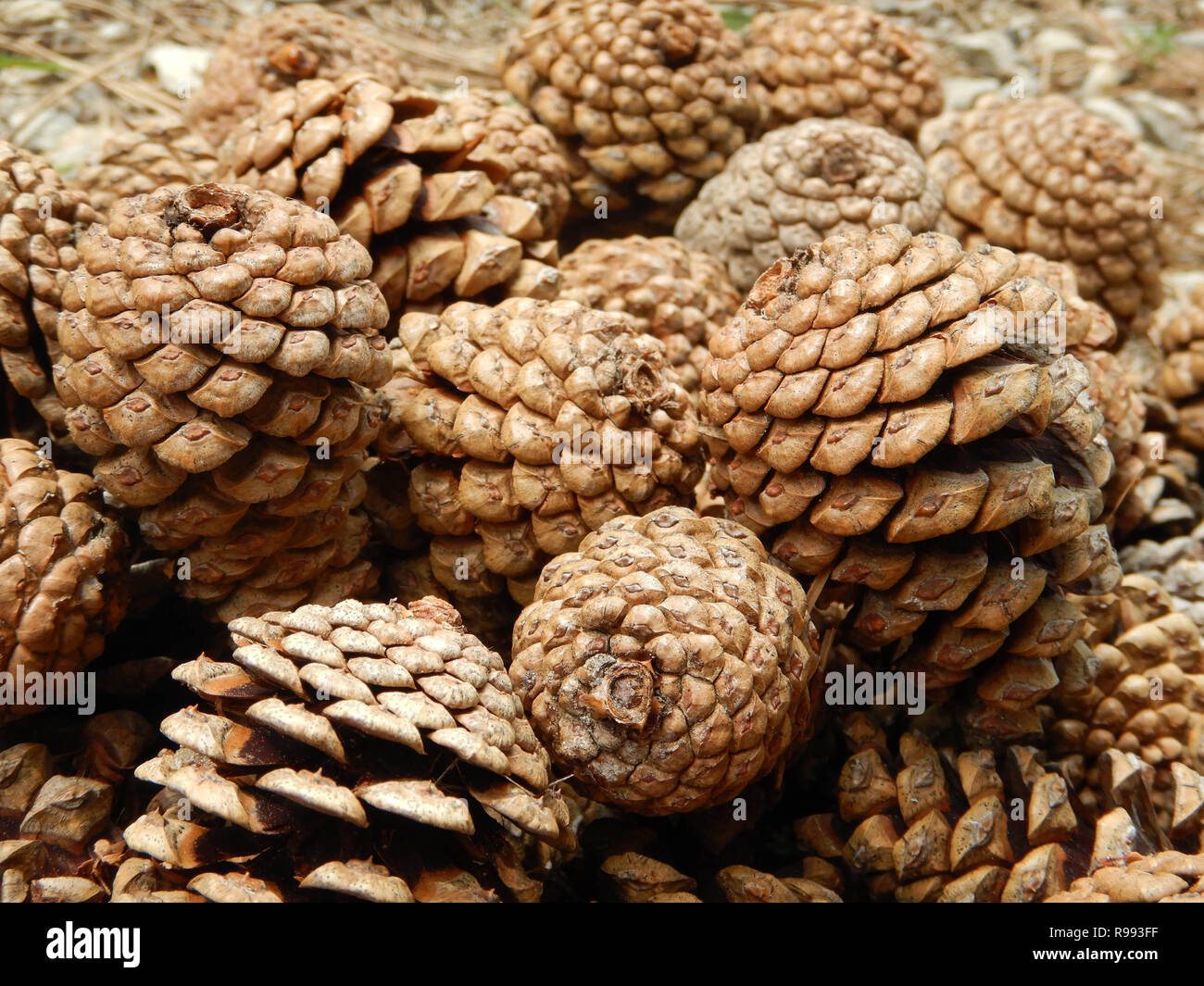 Many pine cones on a path in the mountains Stock Photo - Alamy
