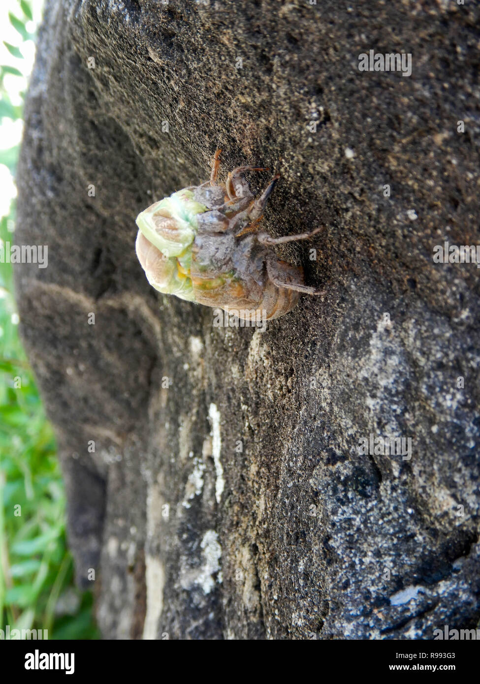 Cicada anatomy hi-res stock photography and images - Alamy
