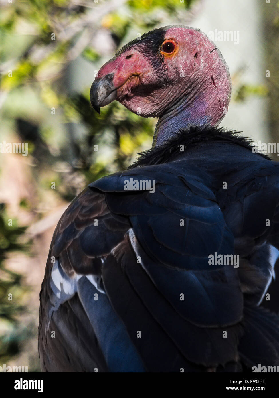 california condor bird vulture Stock Photo - Alamy