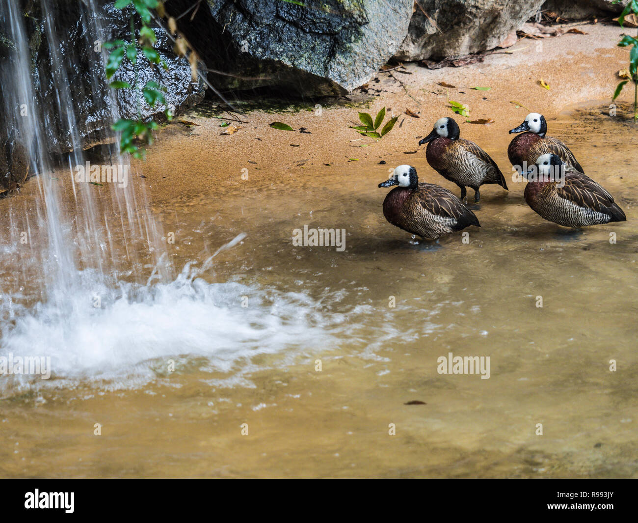 white faced whistling ducks at waterfall Stock Photo - Alamy