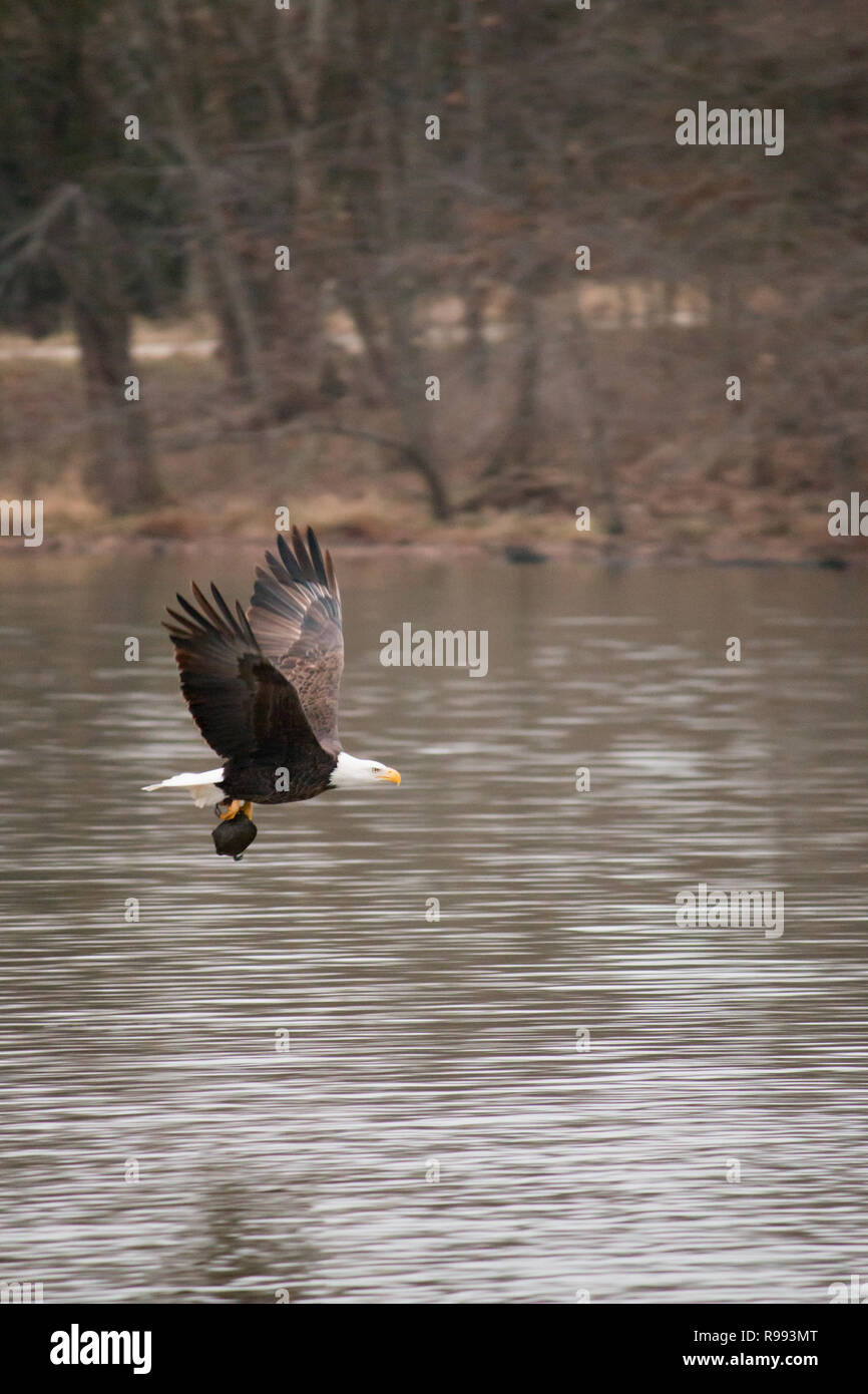 Eagle and the Turtle Stock Photo - Alamy