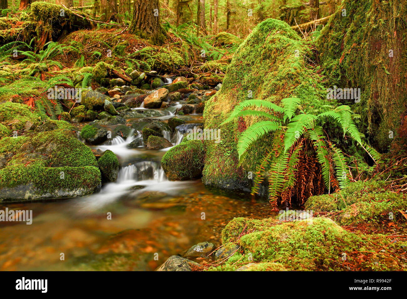 Lush cascade hi-res stock photography and images - Alamy