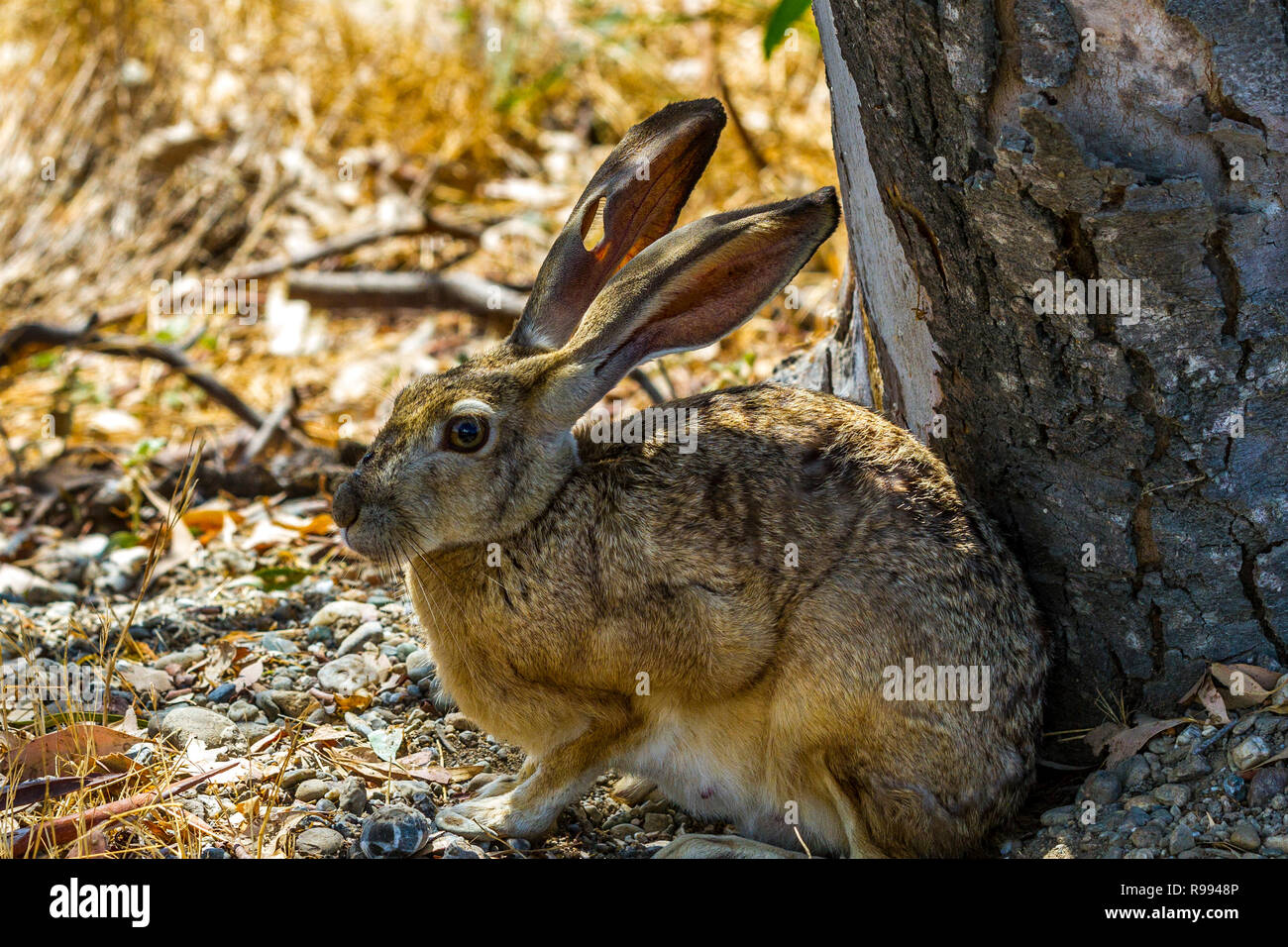 A handsome Black Tailed Jackrabbit (Lepus californicus) poses at the ...