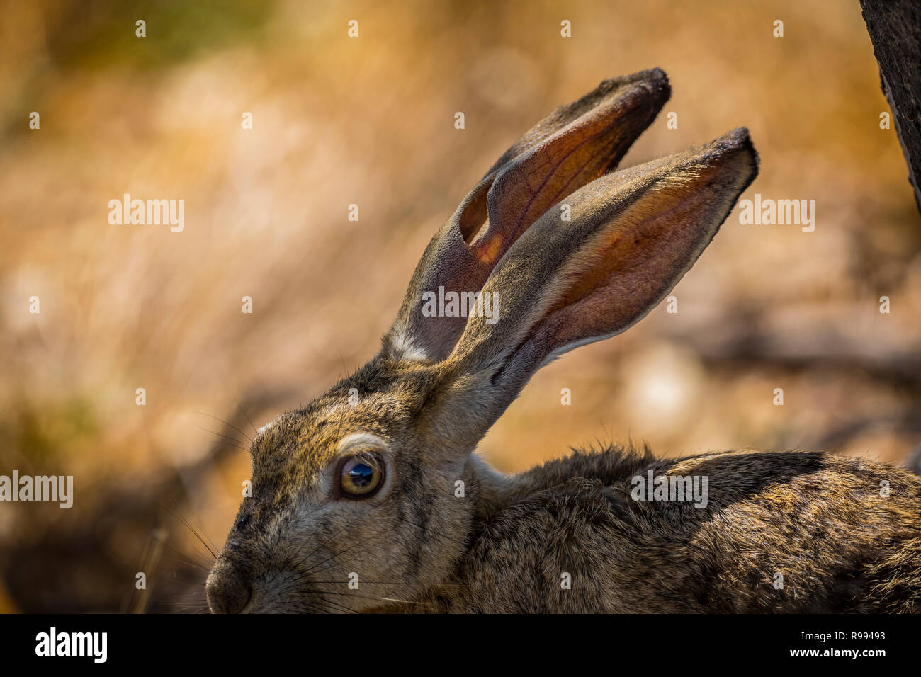A handsome Black Tailed Jackrabbit (Lepus californicus) poses at the ...