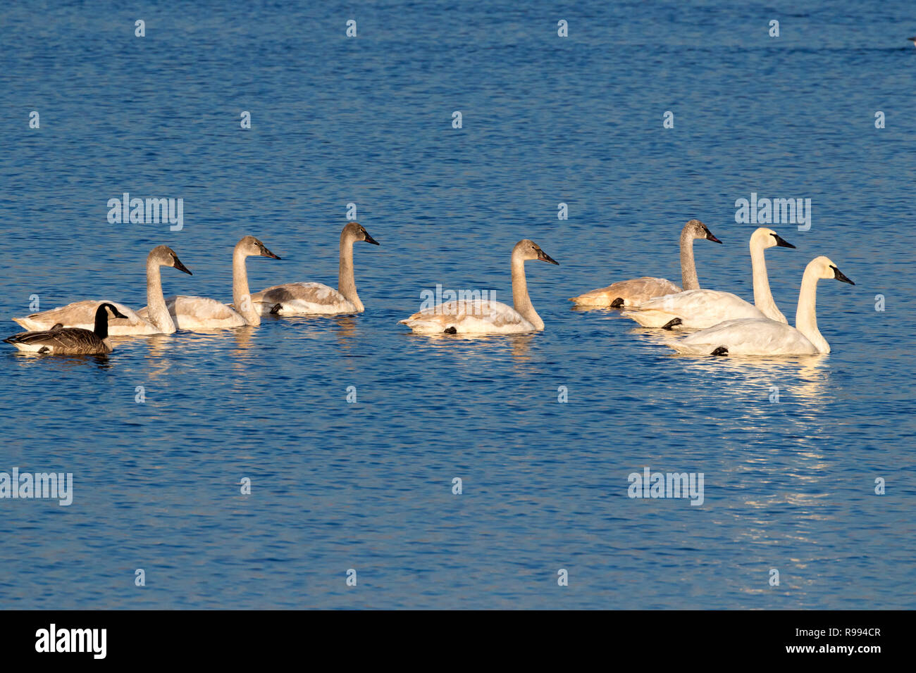 A big family of trumpeter swans (parents and five juvenile birds) at ...