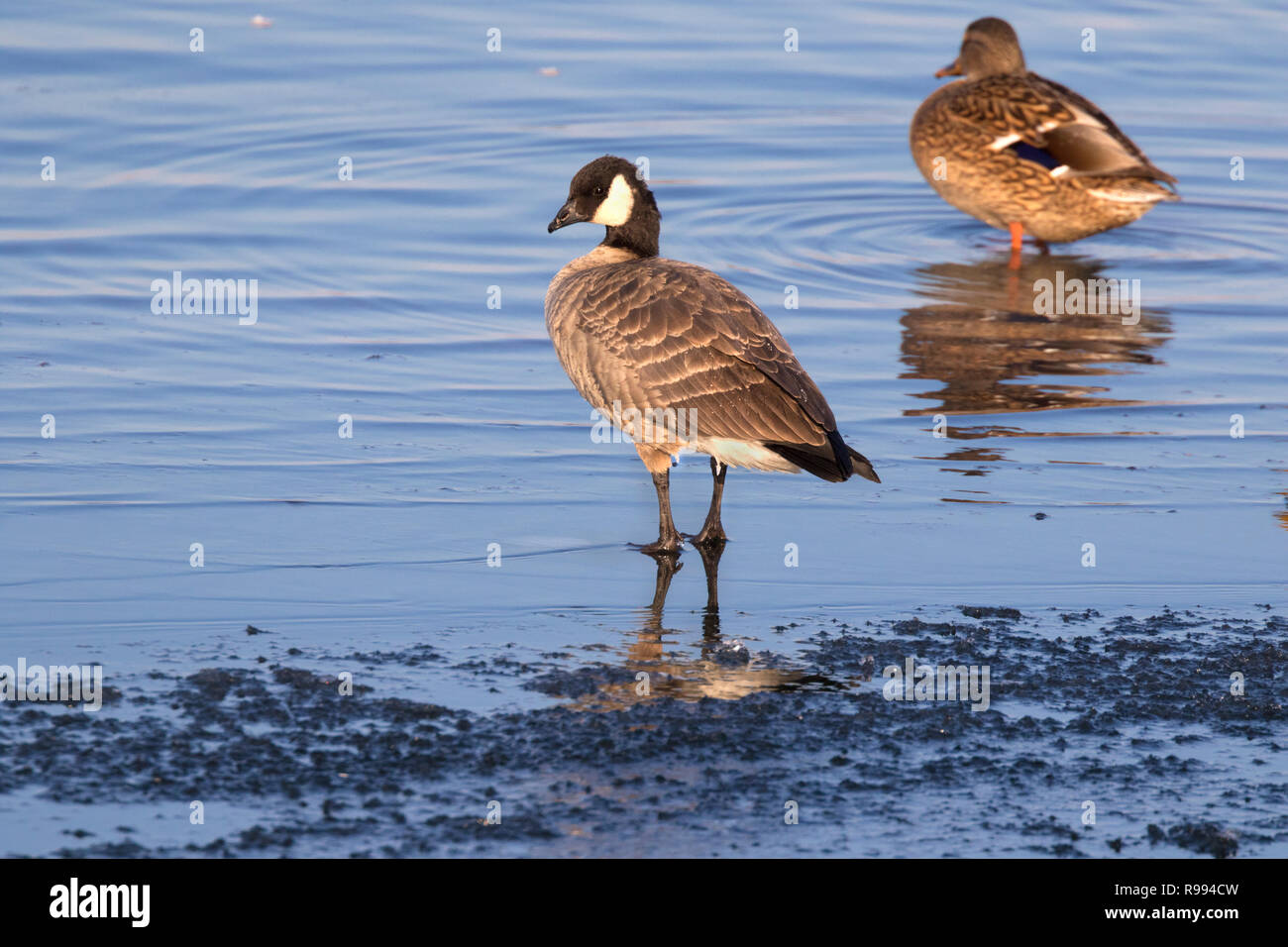 Cackling goose hi-res stock photography and images - Alamy