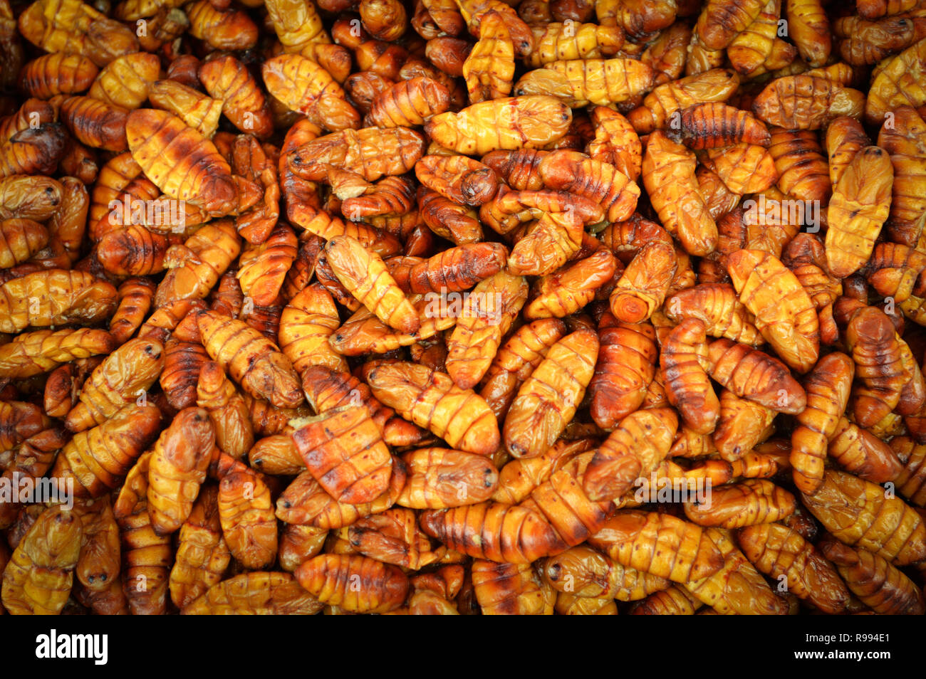 Worm insect fried crispy / fried silk worms bamboo insect protein rich ...