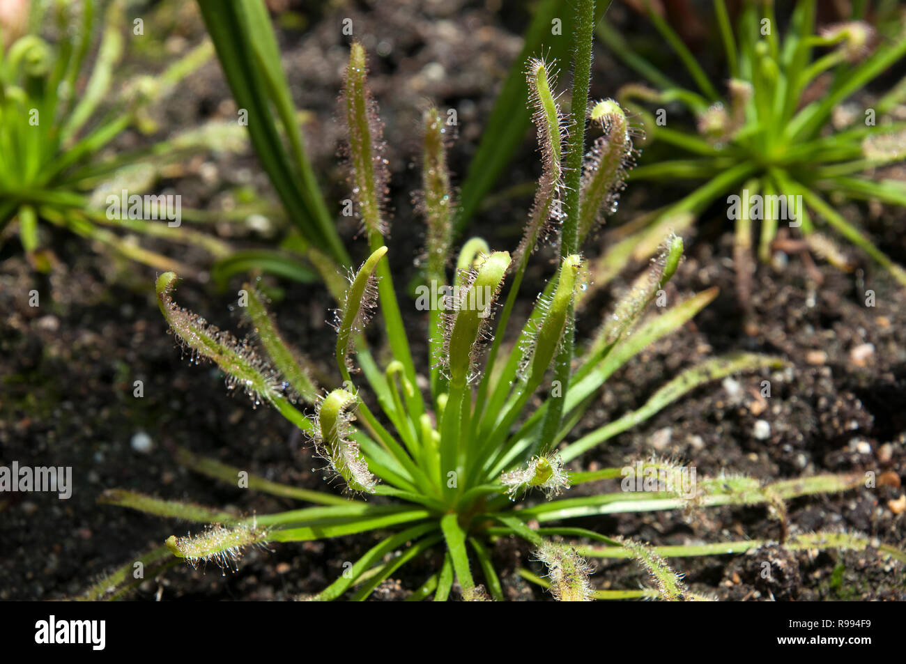 Sydney Australia, sundew plant with sticky mucilage to catch insects ...