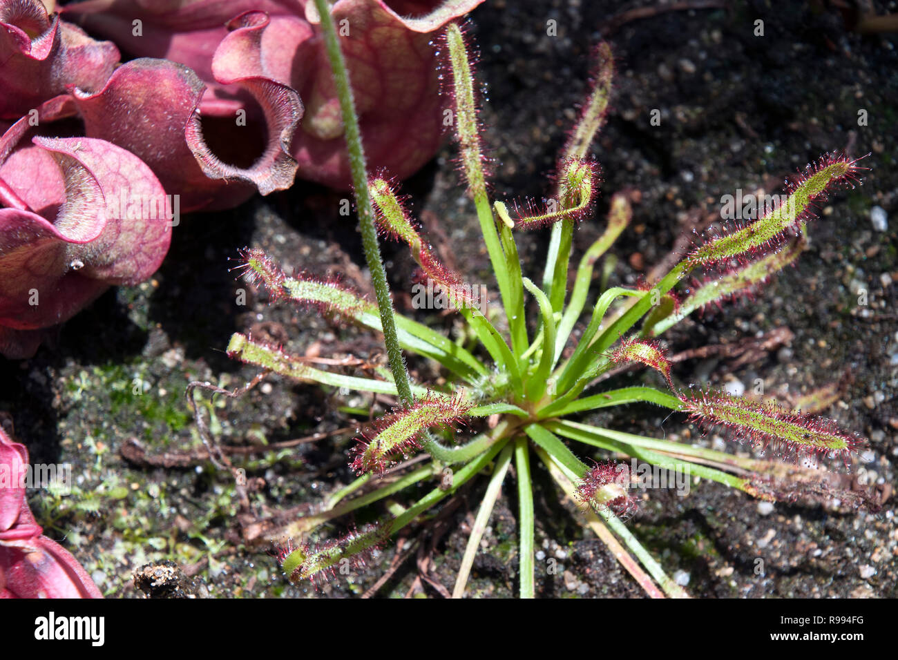 Sydney Australia, sundew plant with sticky mucilage to catch insects ...