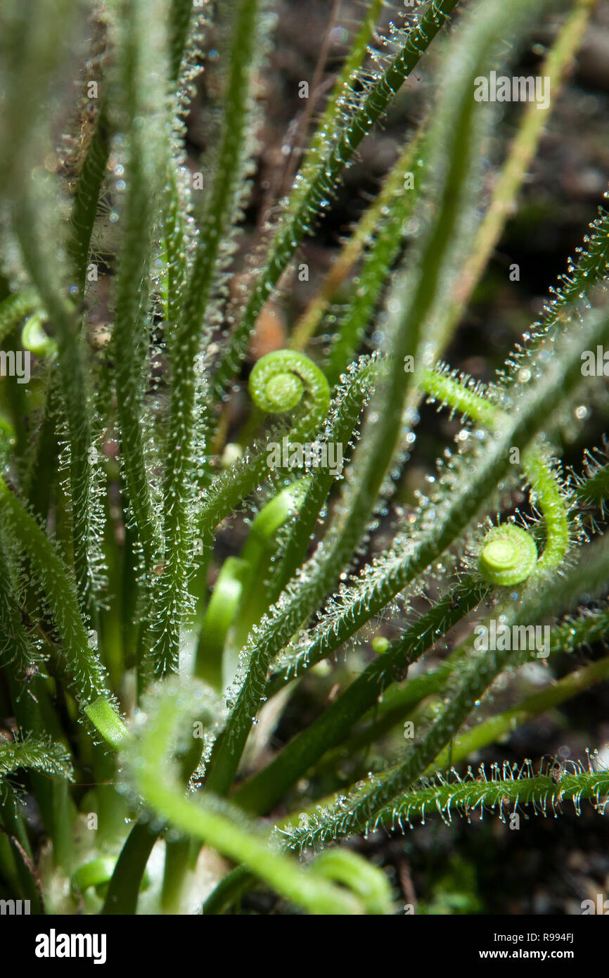 Sydney Australia, close-up of sundew plant with sticky mucilage to ...