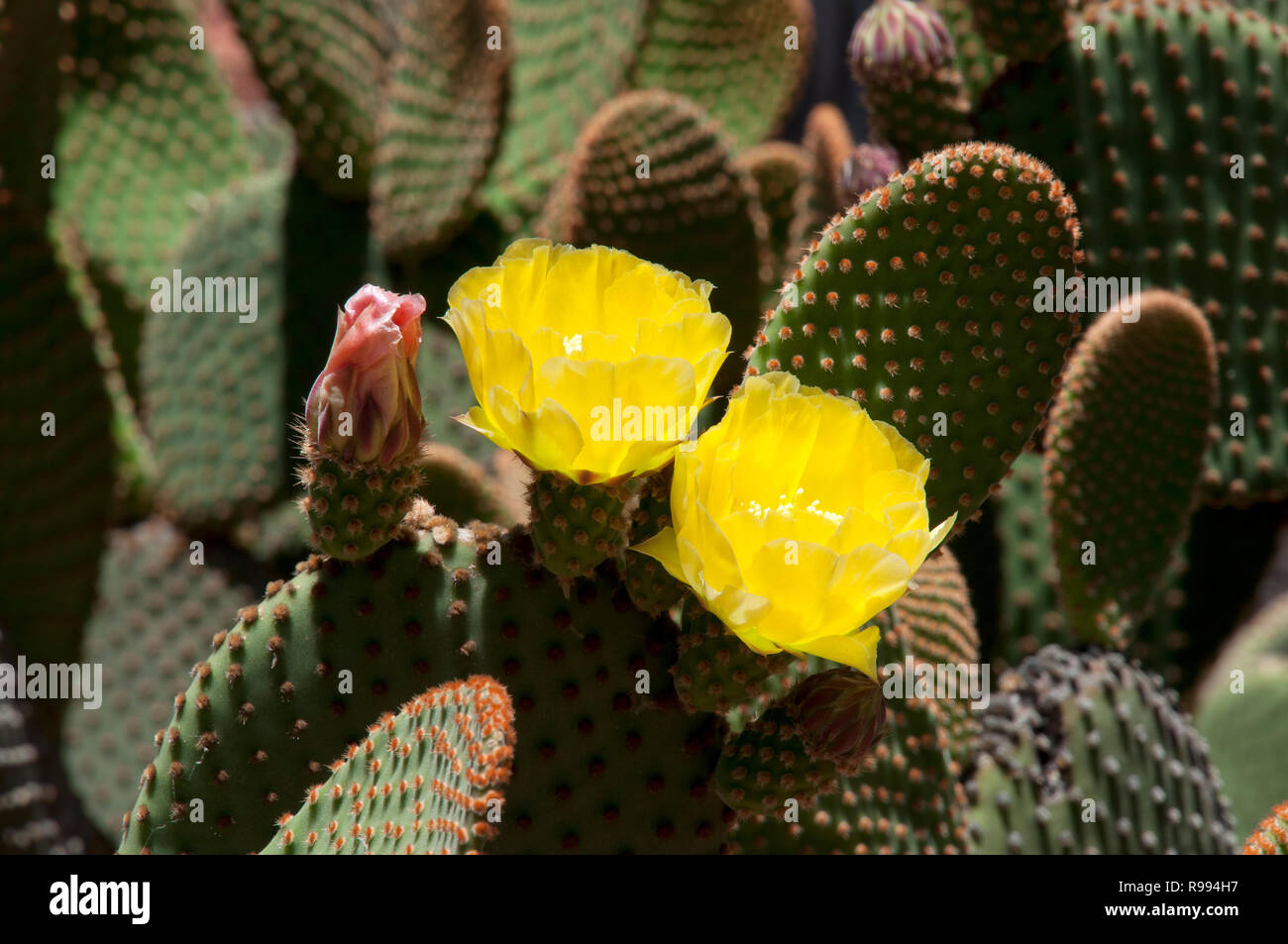Texas native cactus hi-res stock photography and images - Alamy