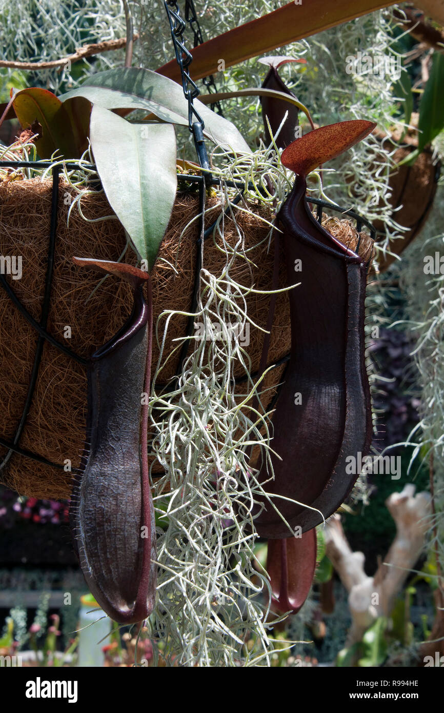 Sydney Australia, Nepenthes sanguinea a blood red hanging pitcher plant ...