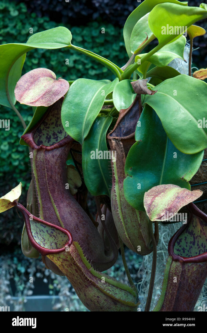 Hanging suspended australia hi-res stock photography and images - Alamy