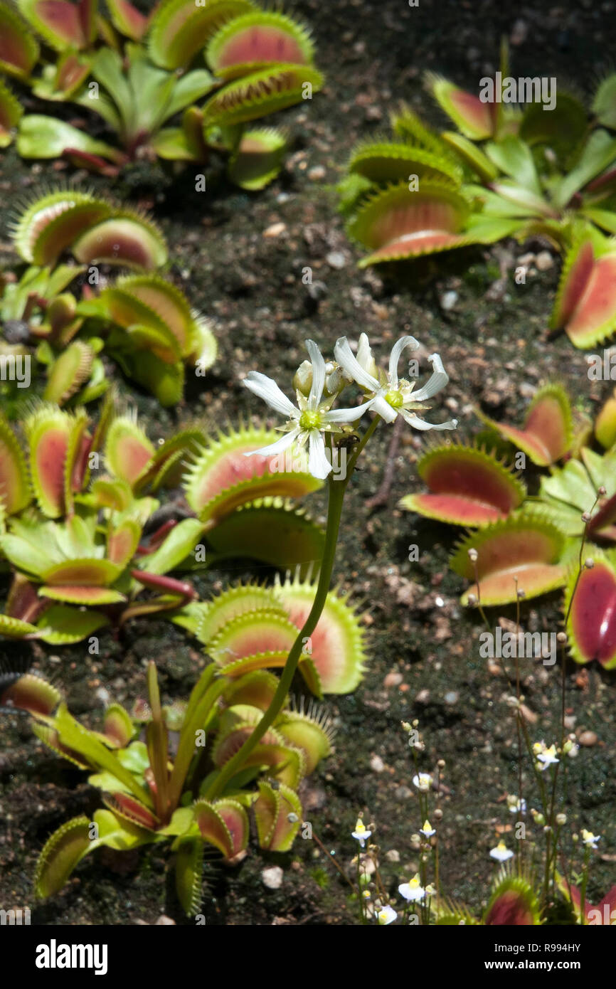 Sydney Australia, white flowering Venus flytrap in garden bed Stock ...