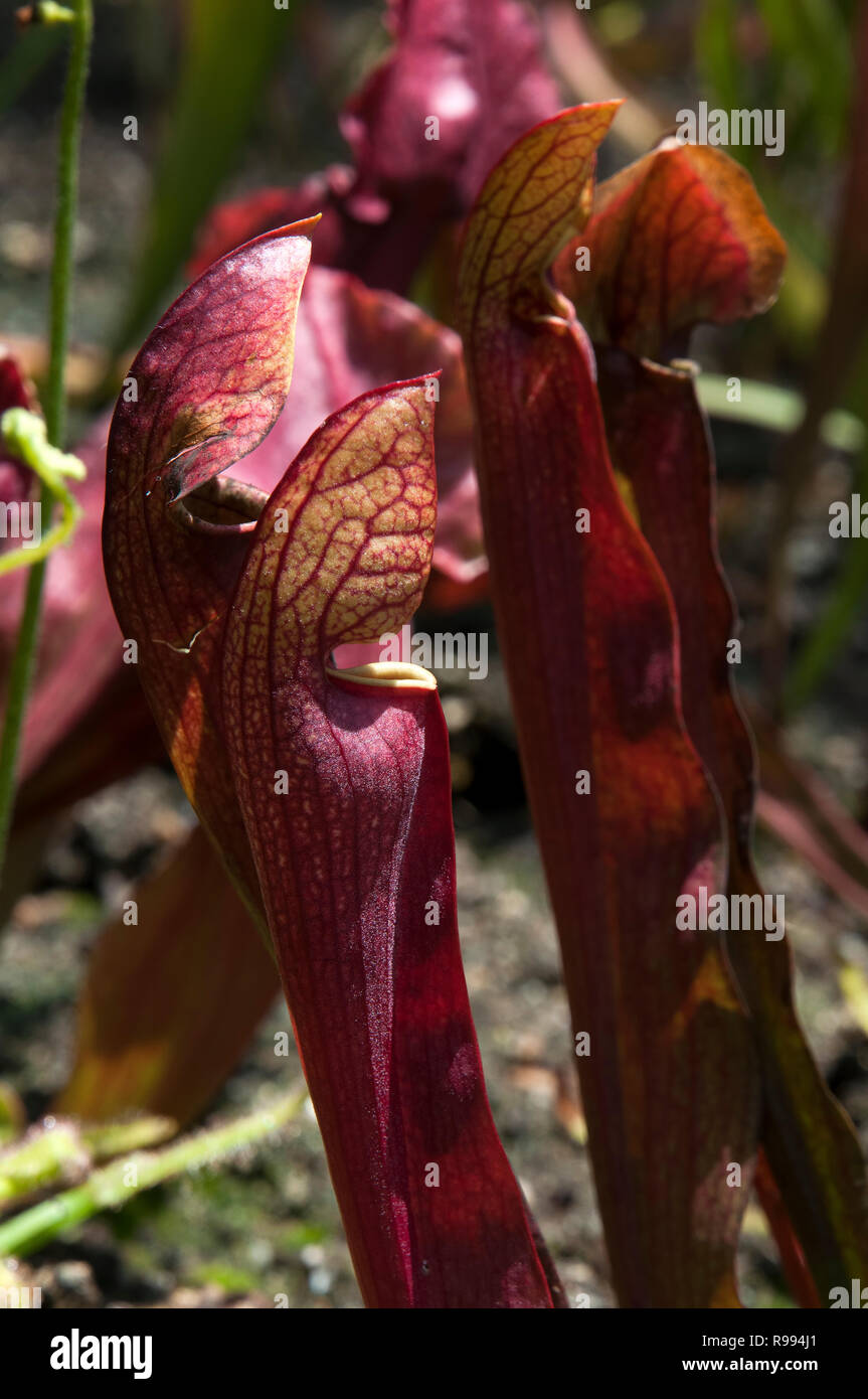 Sydney Australia, maroon pitfall pitcher plants Stock Photo - Alamy