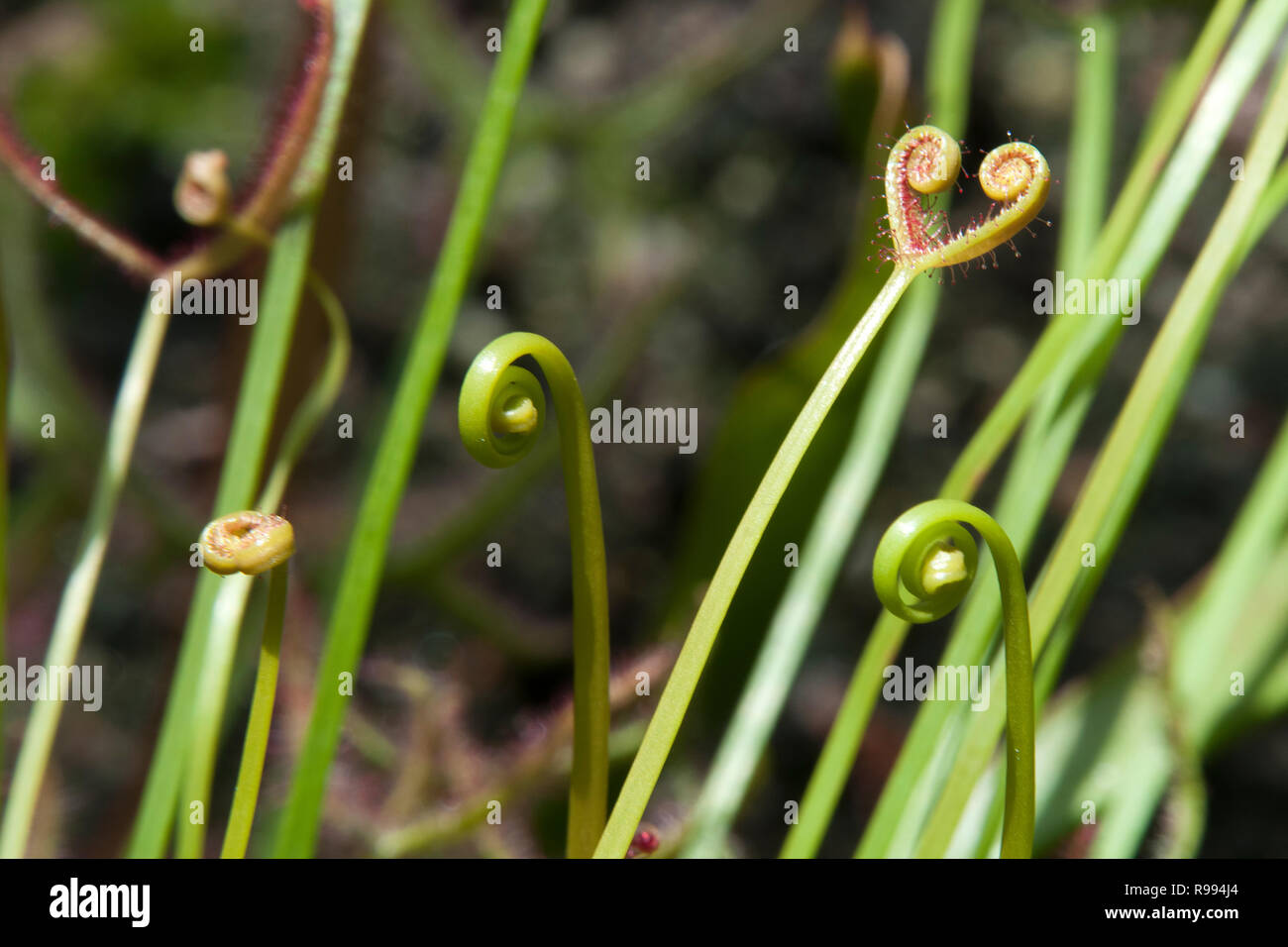 Sydney Australia, new shoots of a sundew plant with sticky mucilage to ...
