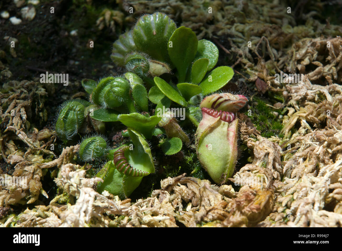 Australian native moss hi-res stock photography and images - Alamy